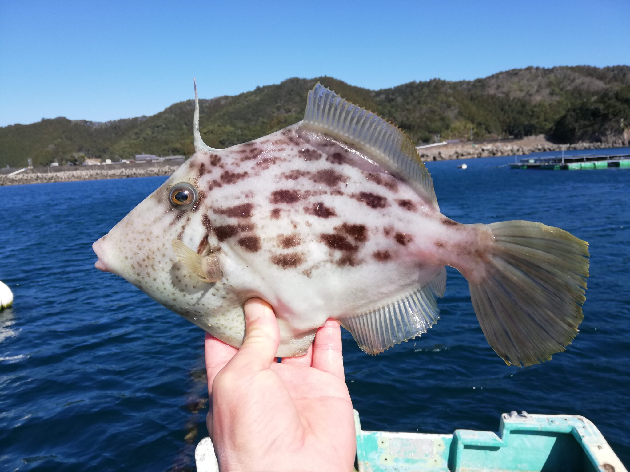 筏からのカワハギ釣りは楽しい！釣り方のポイントを紹介